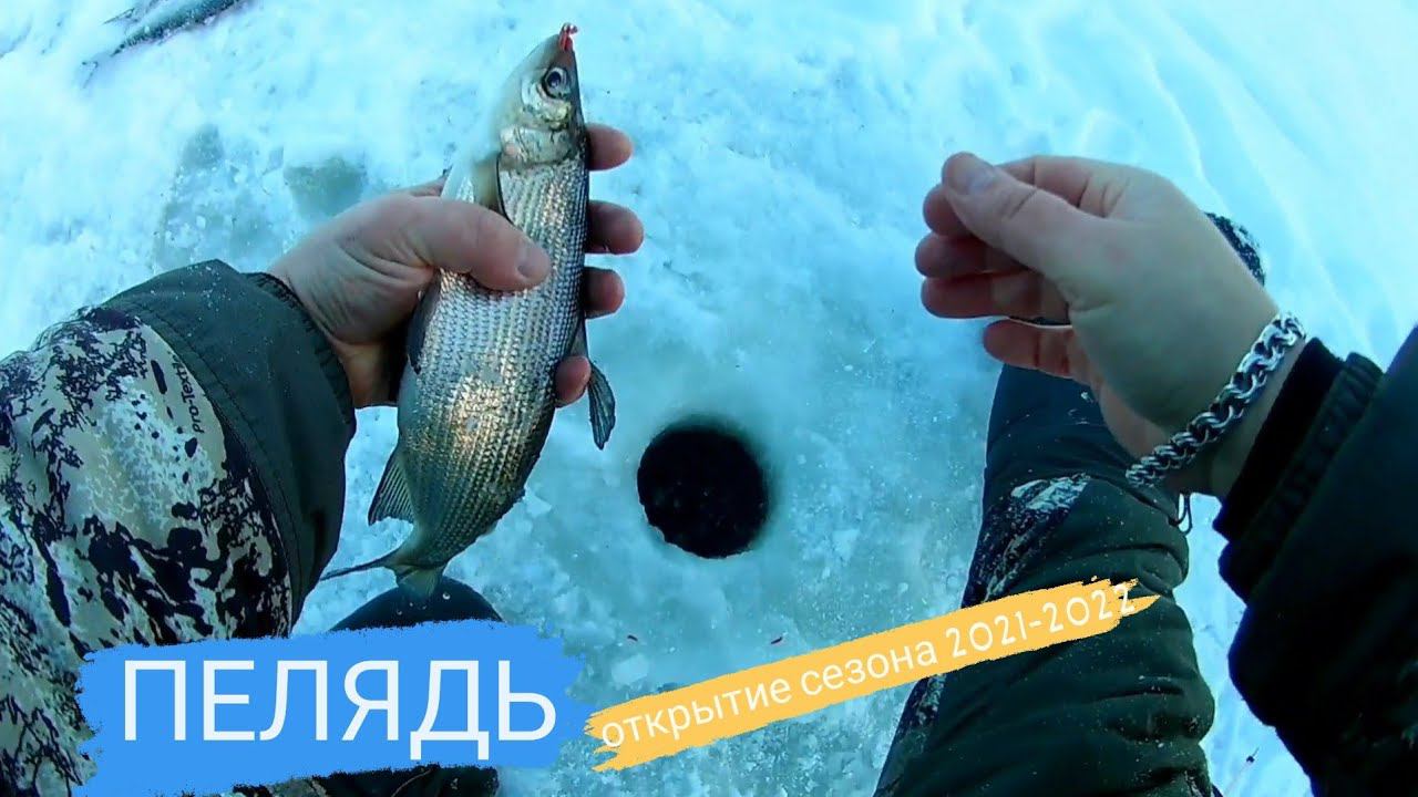 ПЕЛЯДЬ#1 открытие сезона  Whitefish opening of the season #пелядь #пелядьнаудочку #зимняярыбалка
