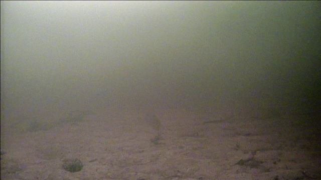 Подводная атака окуня на зимнюю блесну часть 2. Focusfish.