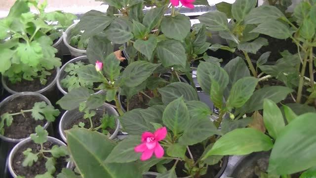 Обзор зимней теплицы на 27 марта 2022г