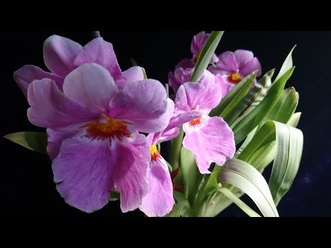 Цветёт моя первая неофинетия.mp4