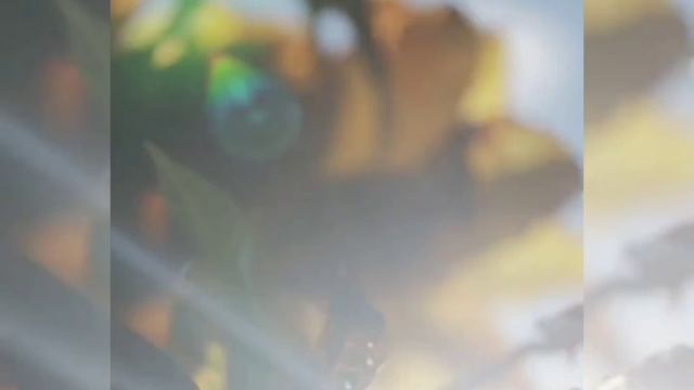 Руслан Аджиев - Ты моя Луна и Солнце