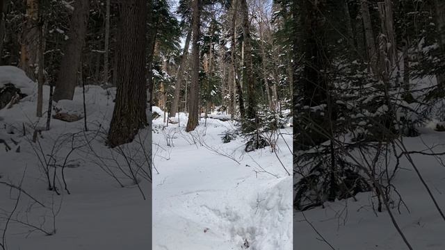 Лесной фрирайд в Домбае. снега давно не было