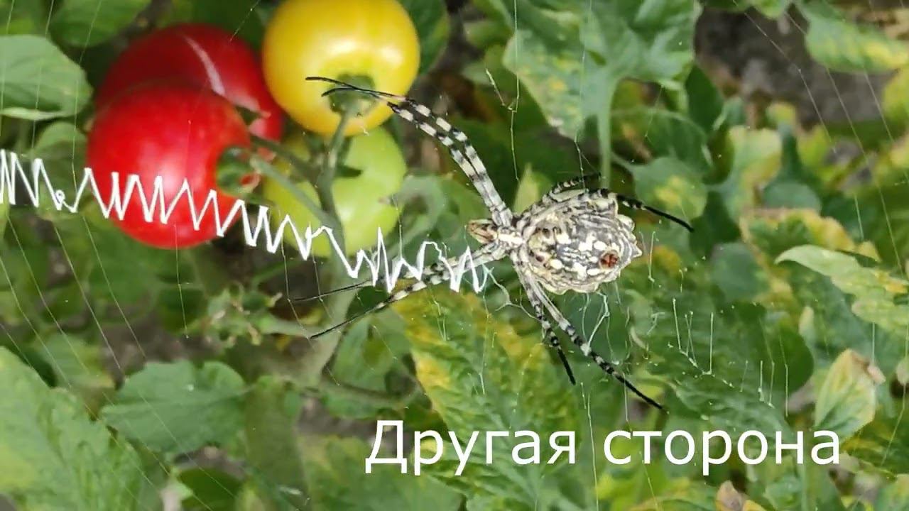 Ядовитый паук Аргиопа или по народному оса у меня в огороде