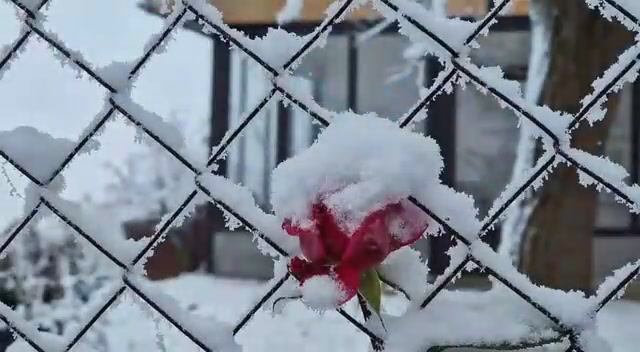 Жизнь в Горах Готовим Жареную Утку с Картошкой #АЗЕРБАЙДЖАН