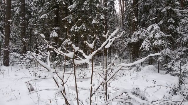 Зимний сказочный лес, стихи и дорога