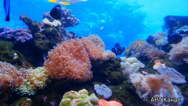 НЕЖНАЯ МУЗЫКА, УСПОКАИВАЕТ НЕРВНУЮ СИСТЕМУ И РАДУЕТ ДУШУ.#2