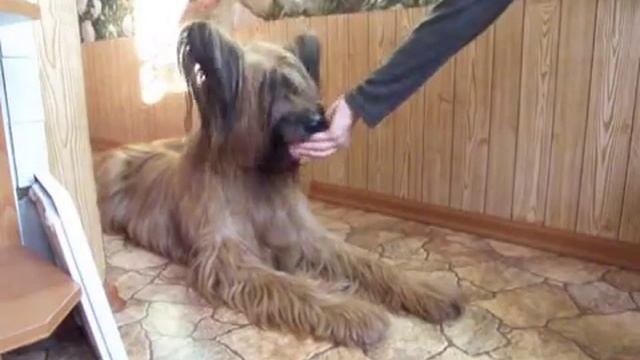 Briard Monika, clicker V-a