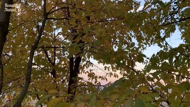 Музыка для Души.Сергей Чекалин