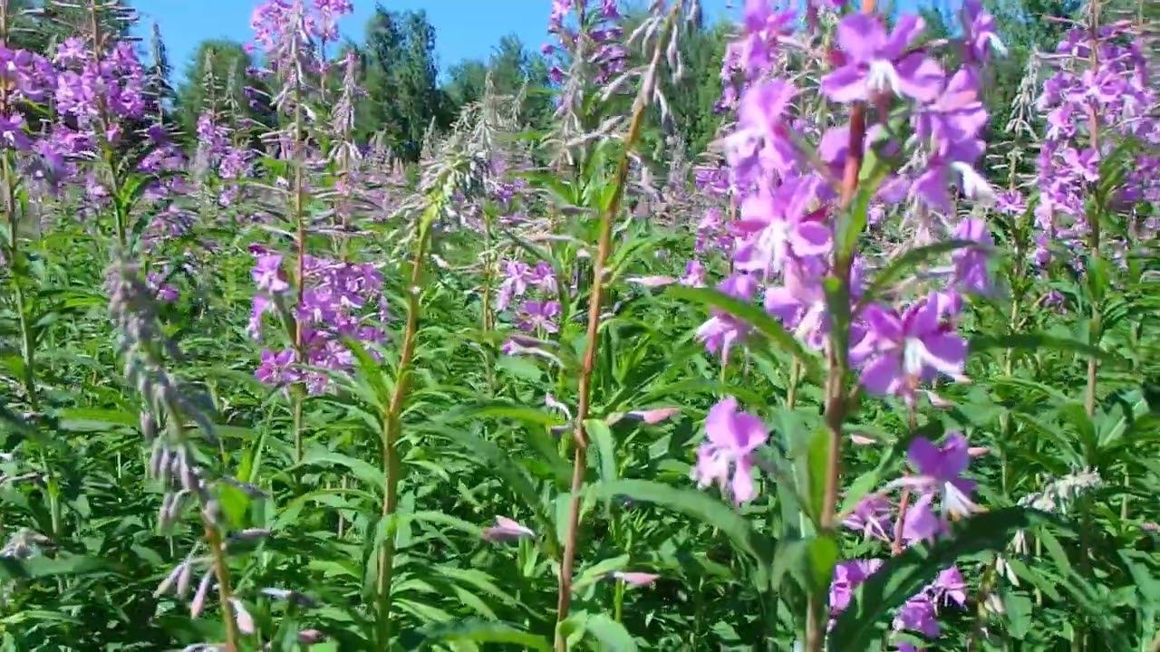 Пора цветения кипрея, а значит - сбора и ферментации. Как выглядит иван-чай? | fireweed