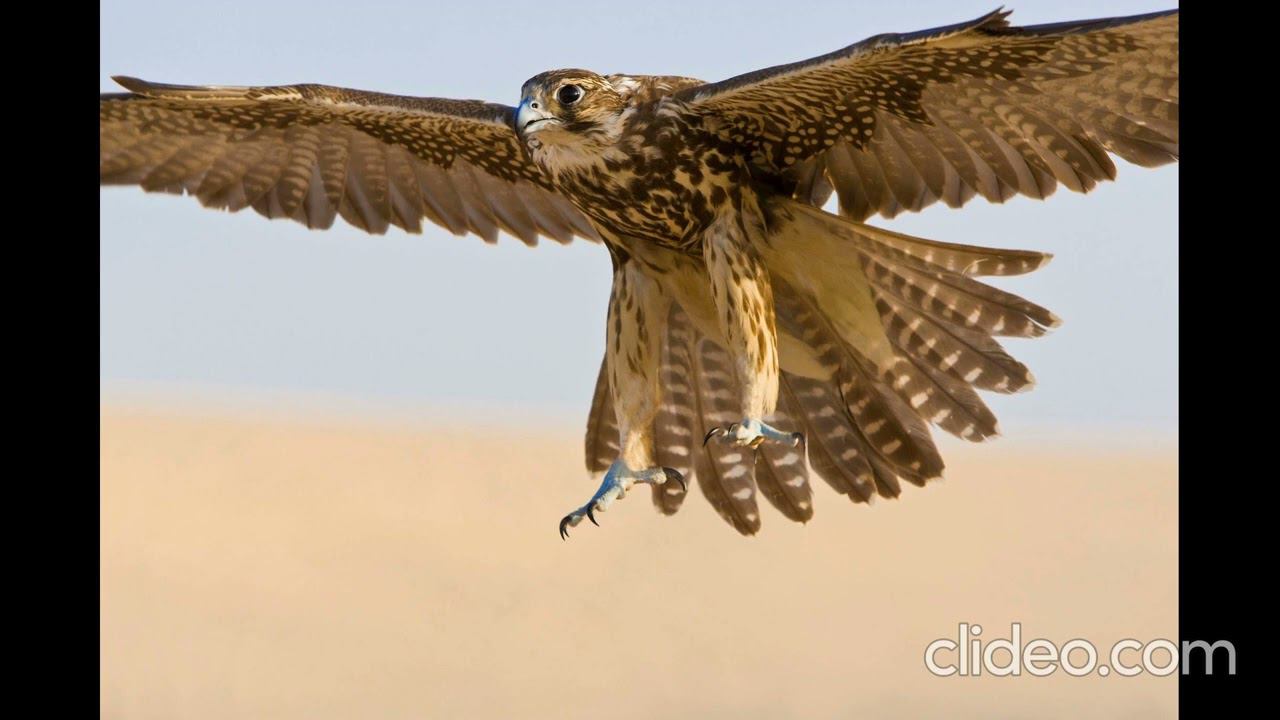 Книга Света Харатьи
Глава 5