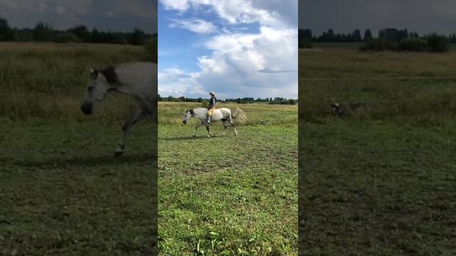 Управление верхом без оголовья