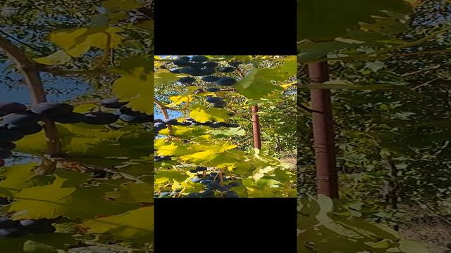 Мой виноград возле дома.