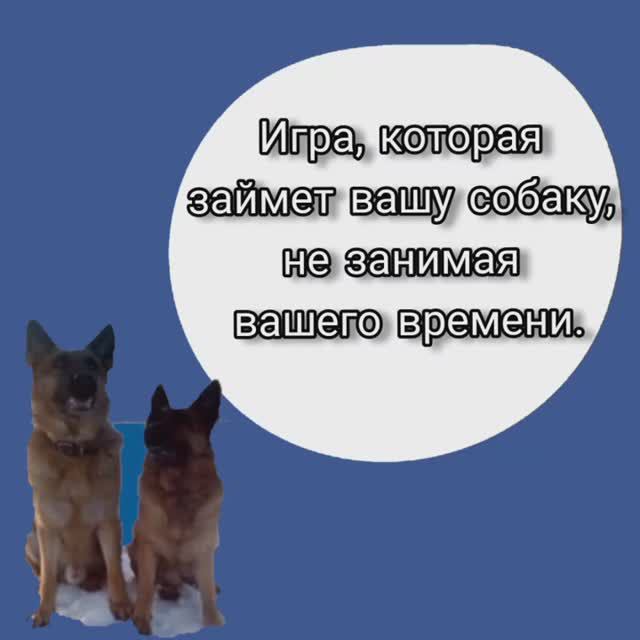 Нюхательная игра для собак. Как утомить гиперактивную собаку.