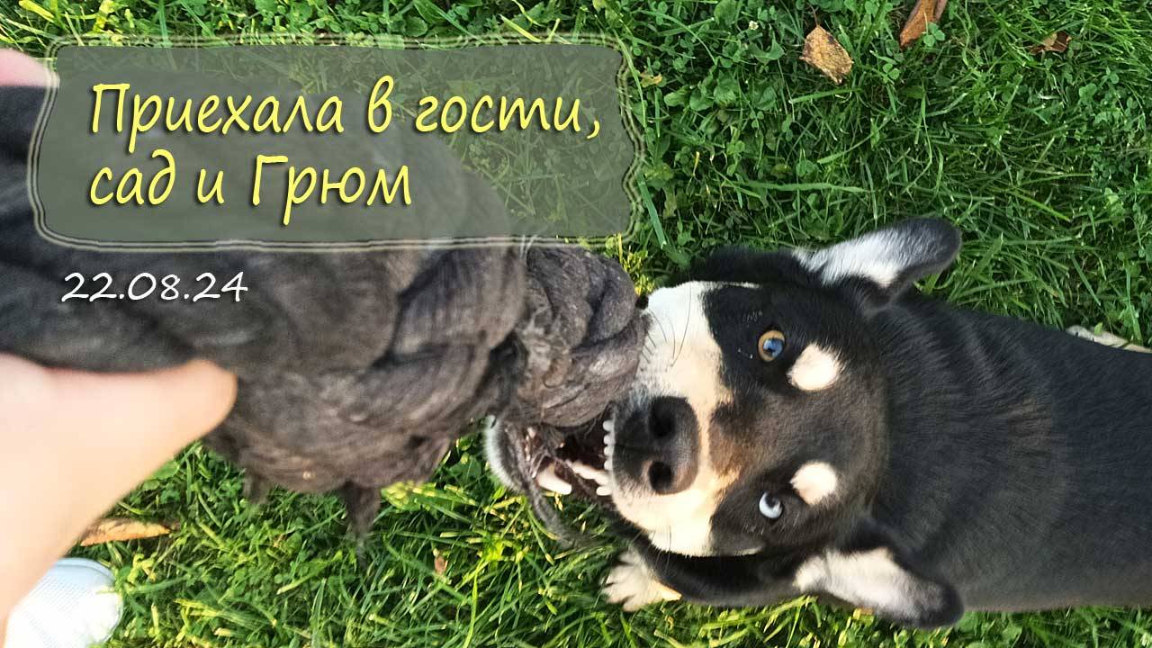 Красивые уголки в саду в гостях. Собака Грюм. 22.08.2024