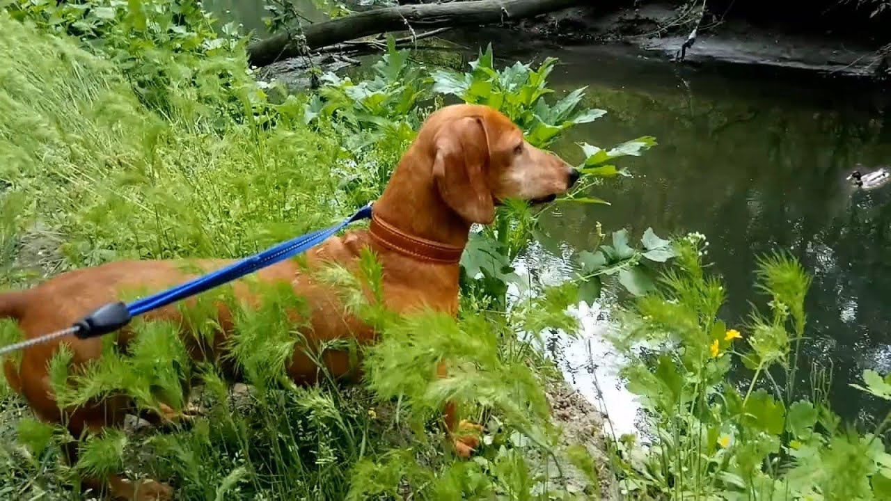 Не хочу я домой. Тут белый голубь и всамделишная утка  | Таксик Радар гуляет...