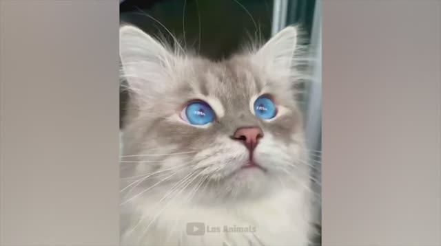 Приколы с котами и собаками #30