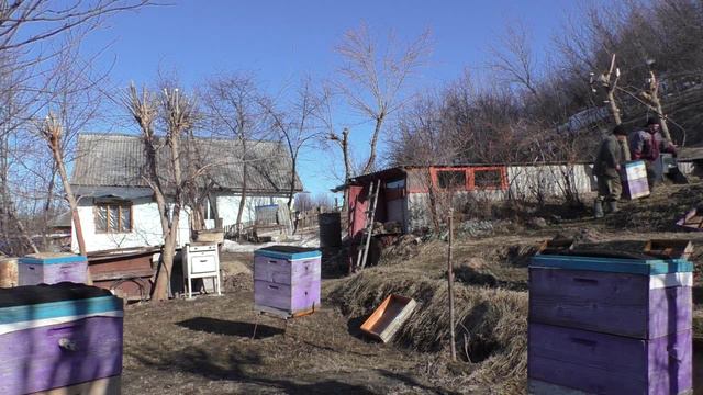 Пчёлки 75. Выставляем пчёл