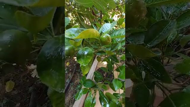 Каламондин. Маленький мандарин.