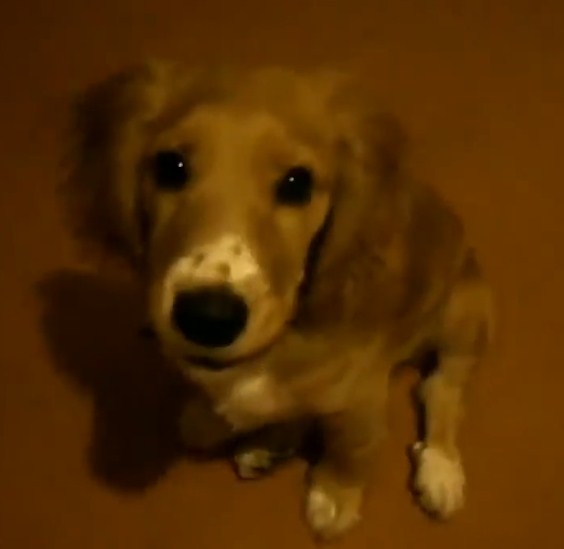 Наша собачка Джесика.