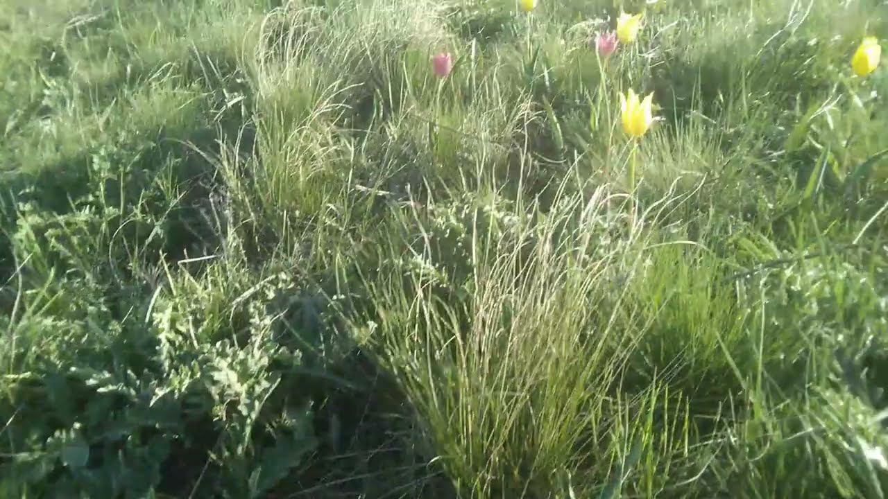 Дорога к Максютовским тюльпанам)