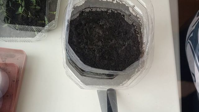 Сею помидоры на рассаду