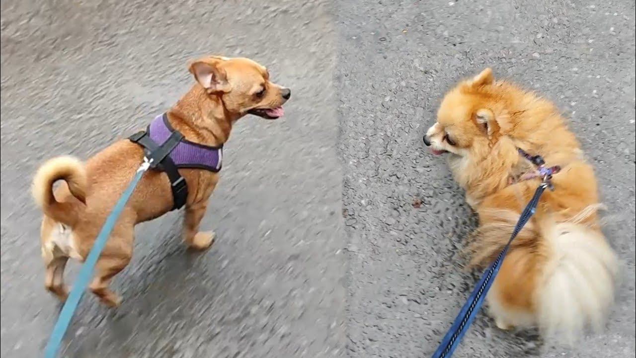 Арчи, Фокс и долгожданный дождь. Гуляем...