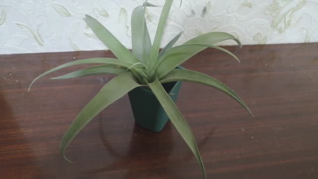 Тилландсия, название которой я не знаю