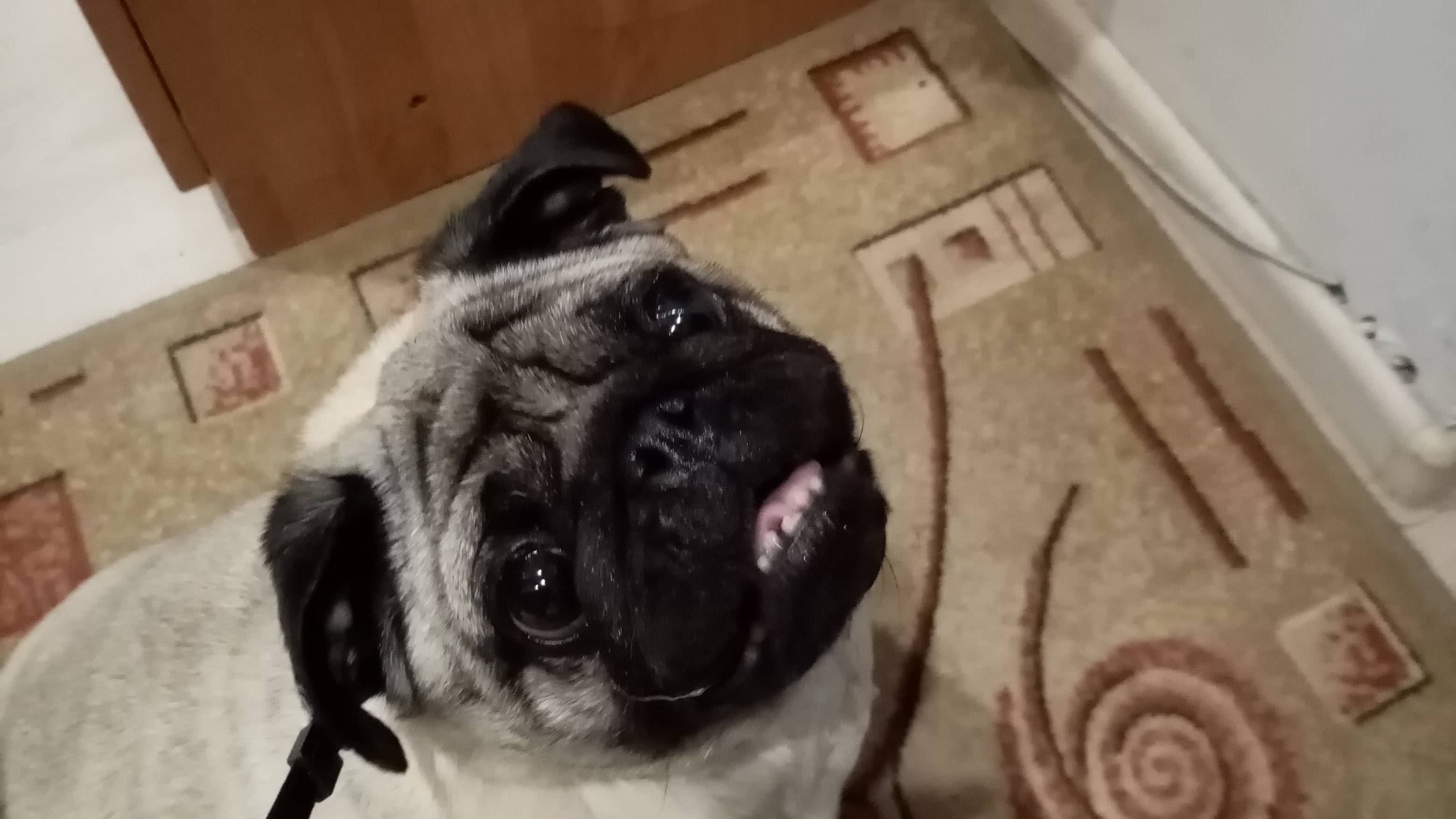 Собачьи игры...#Мопсы