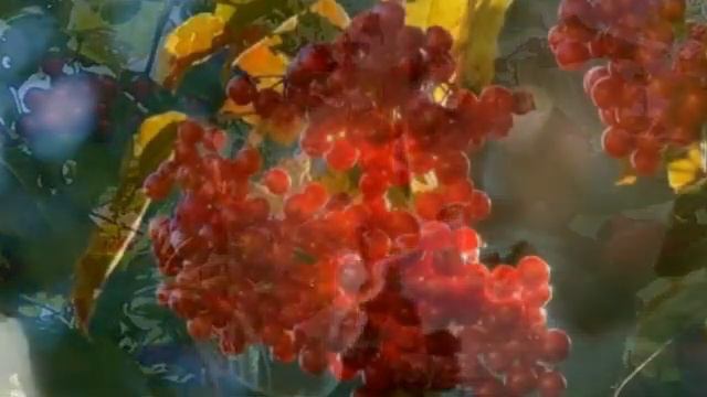 Калиновое счастье Автор музыки и исполнитель Лариса Андреева сл. Сергей Кормин Автор видео НРудакова