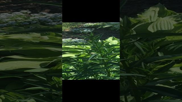 Прогулка по просторам России-Матушки ?