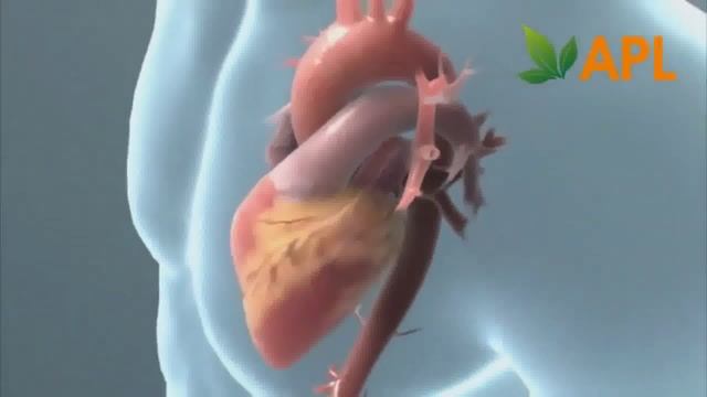 Презентация APL..mpg