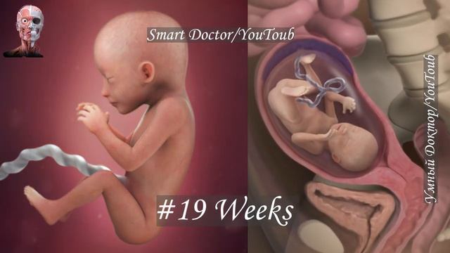 Second trimester (2) months of pregnancy (13-27 weeks).  ? Cool video This is a miracle ???..mp4