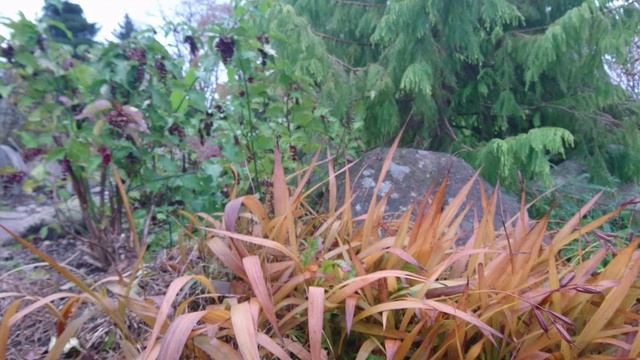 Ботанический сад Орхус, Дания, 3 ноября 2023