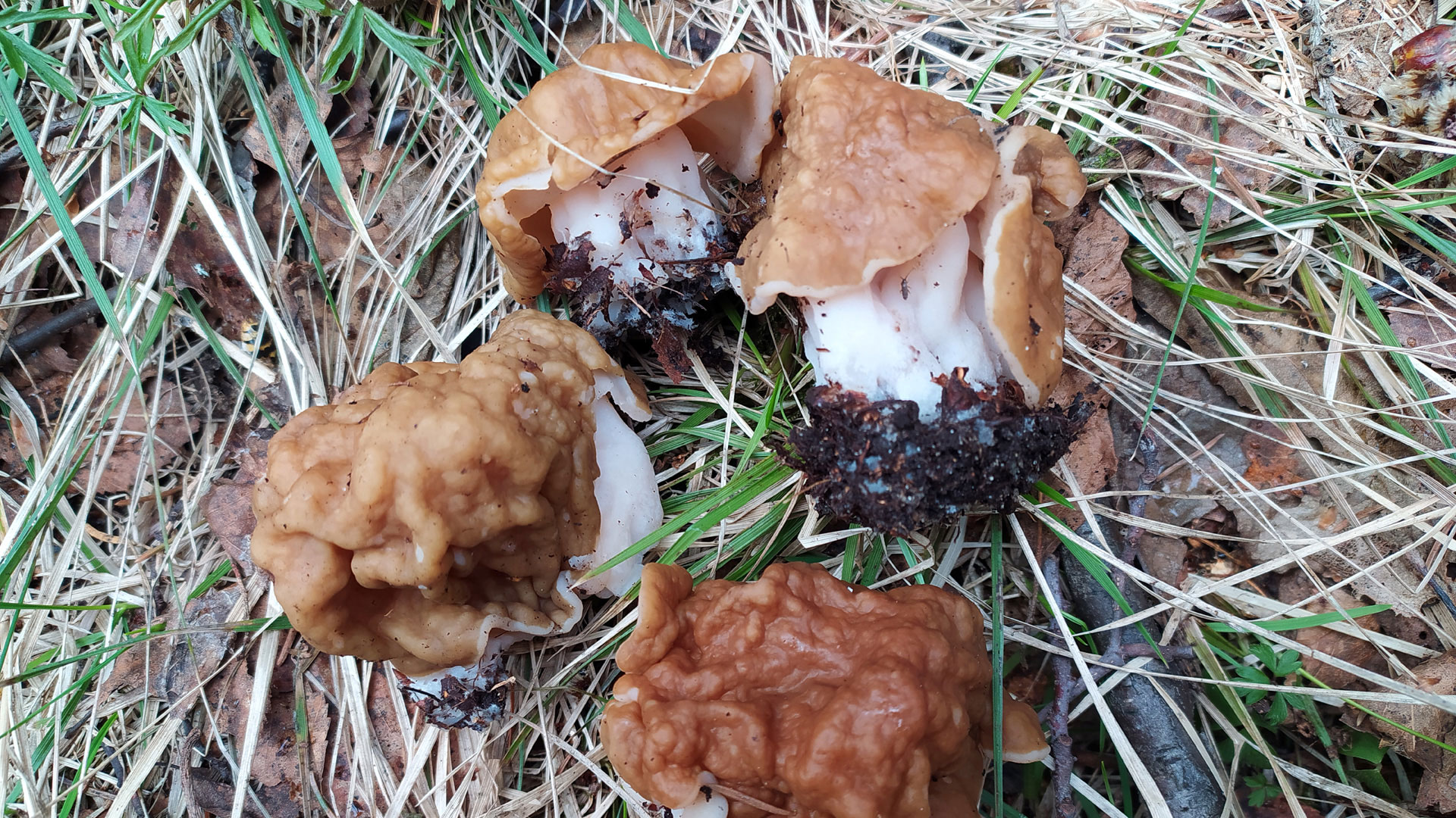 Строчок гигантский (Gyromitra gigas). Гриб на месте произрастания, при приготовлении и на вкус.