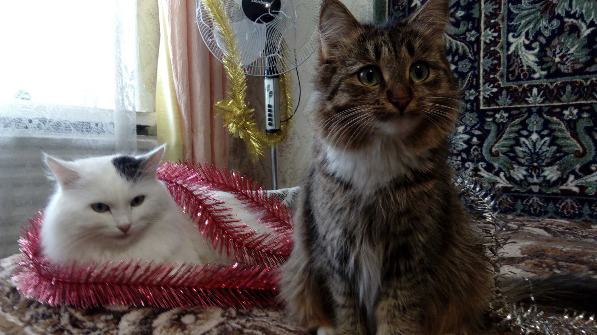 В кадре только кошки. 9 марта 2019г Домашние животные.