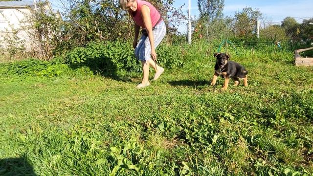 Гламур Брид'с Асап 2 месяца