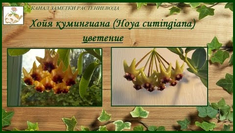 Хойя кумингиана (Hoya cumingiana) Цветет моя красоточка