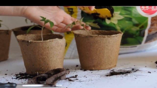 Пересадка сеянцев томатов из торфяных таблеток