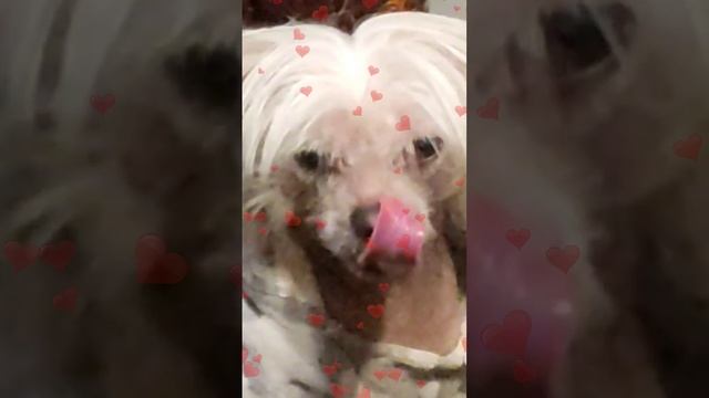 Гоша - завтрак аристократа))