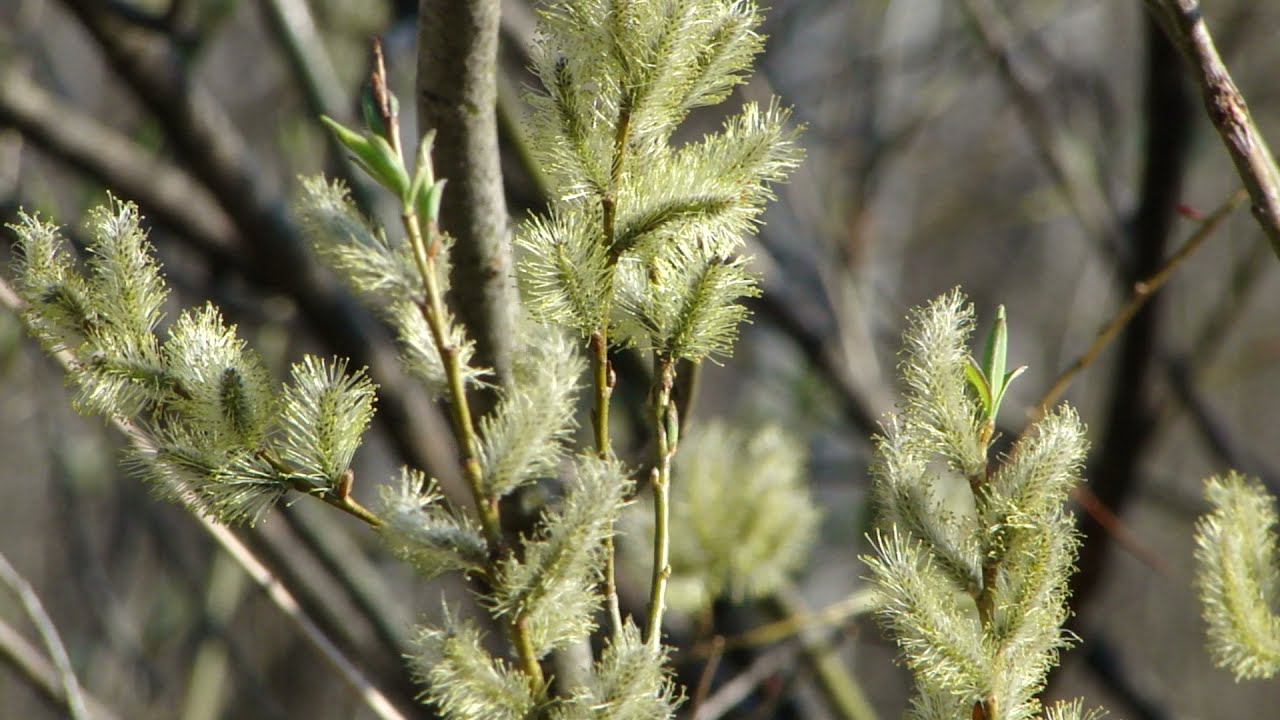 Вербные зарисовки