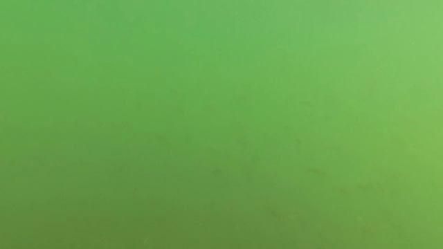 ВОТ ЭТО ДА ПОКЛЕВКА НА ПОПЛАВОК, КРУПНОГО ОКУНЯ ГОРБЫЛЯ КРУПНЫМ ПЛАНОМ.