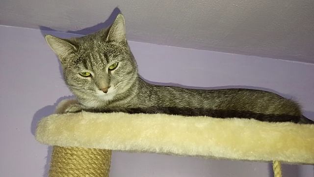 Диана лежит на своей лежанке-когтеточке и возмущена тем, что ее потревожили.