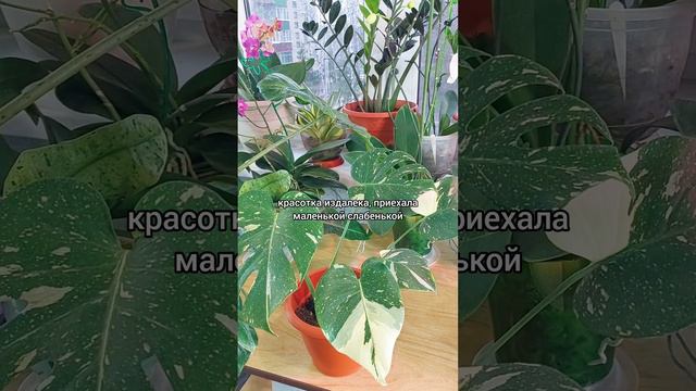 #МОНСТЕРА Тайское созвездие из Азии🍀Какой приехала/стала🍀Адаптация растения с ОКС🍀 #растения