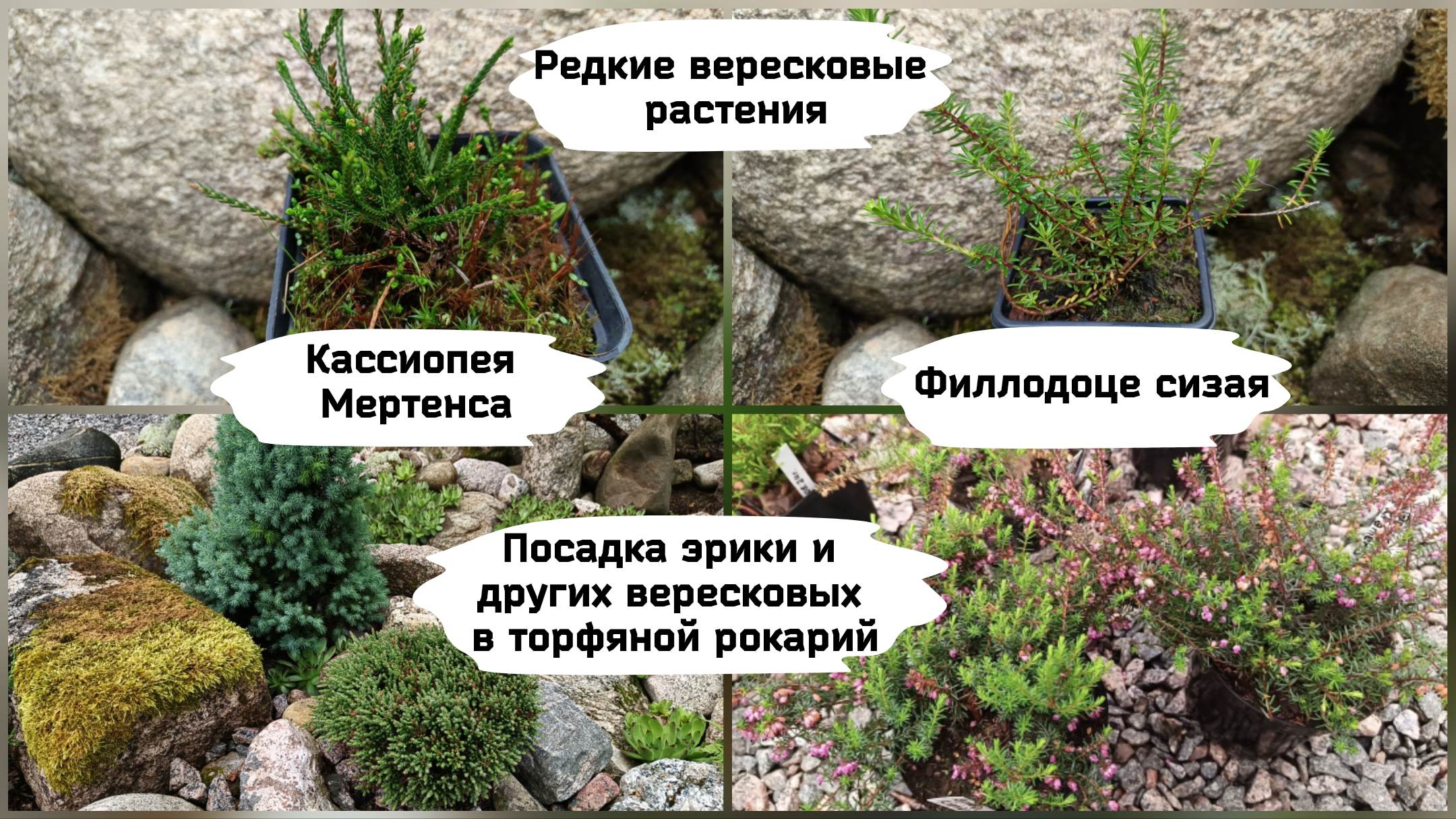 Редкие вересковые растения - кассиопея Мертенса и филлодоце сизая. Посадка вереска.