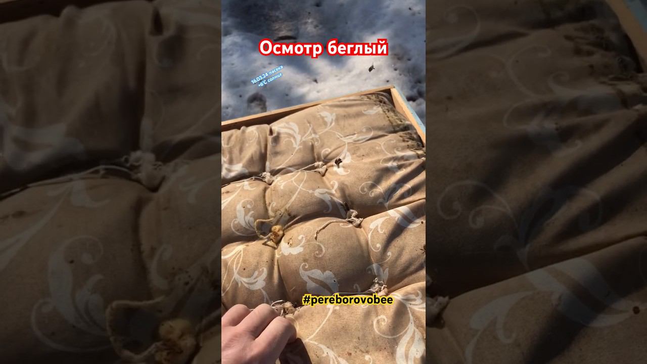 ￼Осмотр беглый на пасеке!| ПЧЕЛОВОДСТВО! #pereborovobee #пчеловодство #улей #пасека #матковод #весна