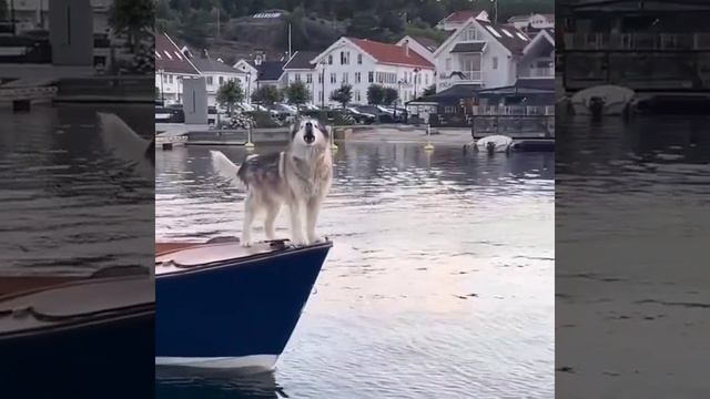 Самый милый гудок в мире!!!