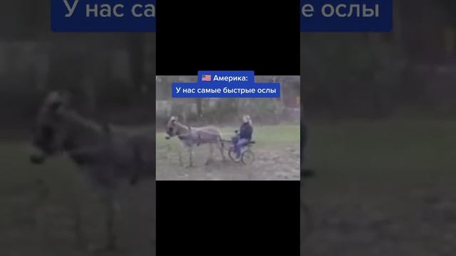 У кого самые быстре ослы ПРИКОЛ