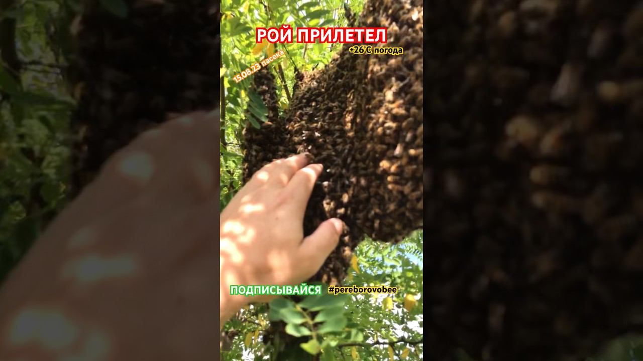 Рой прилетел! ПАСЕКА! #pereborovobee #пчеловодство #пасека #рой #улей #bee