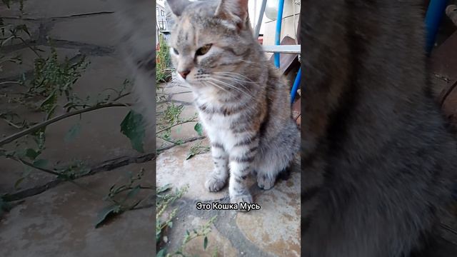 Мусь🤣🤣🤣🤣