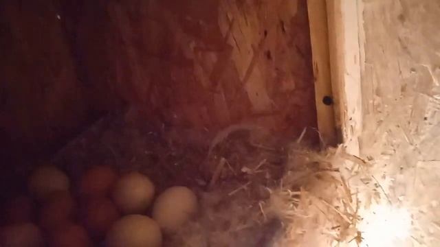 Зародыш в яйце погиб. Просвечиваем яйца павлина, куриные и утиные. Индоутята. Мускусная утка.